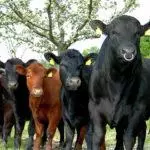 Com triar una vaca: els 5 principals criteris principals i els tipus d'animals 4897_4