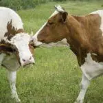 Com triar una vaca: els 5 principals criteris principals i els tipus d'animals 4897_5