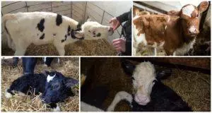 What if the calf snot and what causes, treatment and prevention