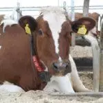 Cách chọn một con bò: Top 5 tiêu chí chính và các loại động vật 4897_9