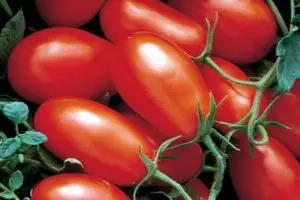 Beskrivelse av tomatvesenet kontor roman, egenskaper av dyrking og omsorg