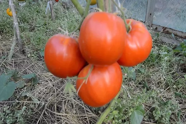Grutte tomaat.