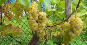 Opis grozdja Biance, značilnosti sort in posebnosti pridelave in oskrbe