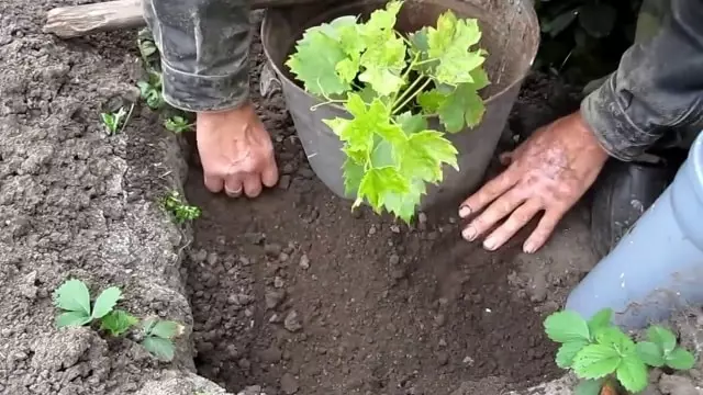 Deskribapena eta ezaugarriak, abantailak eta desabantailak Vintage Grematiako, hazteko arauak