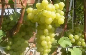 Cov lus piav qhia thiab cov yam ntxwv ntawm grapes cinnica Lavxias, zoo thiab tsis zoo, loj hlob