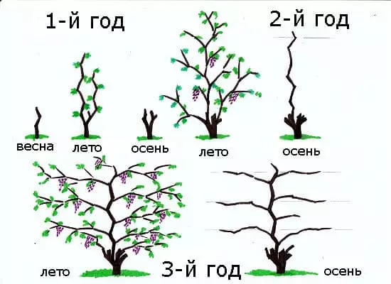 Rrush i shkurtuar