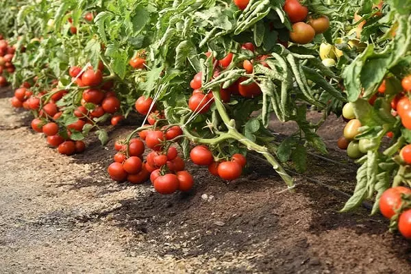 Căpitan de tomate