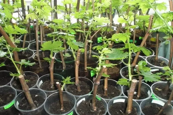 Young saplings