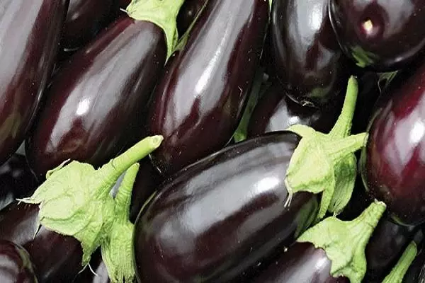 Eggplant liggja