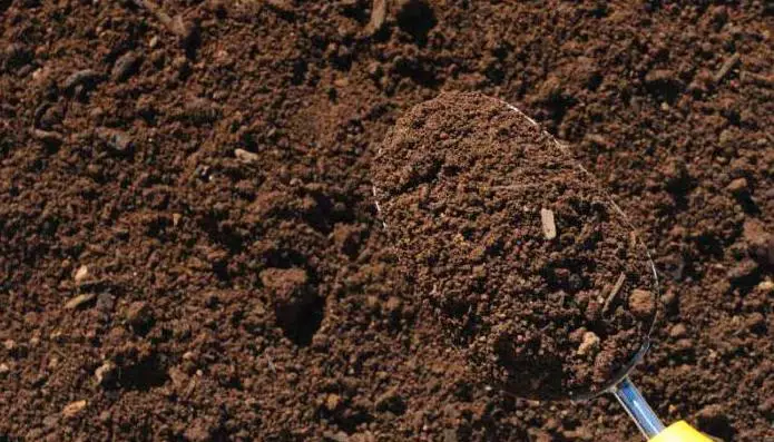 西瓜土壤