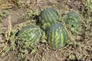 西瓜寒冷和栽培，收穫和儲存的各種各樣的描述