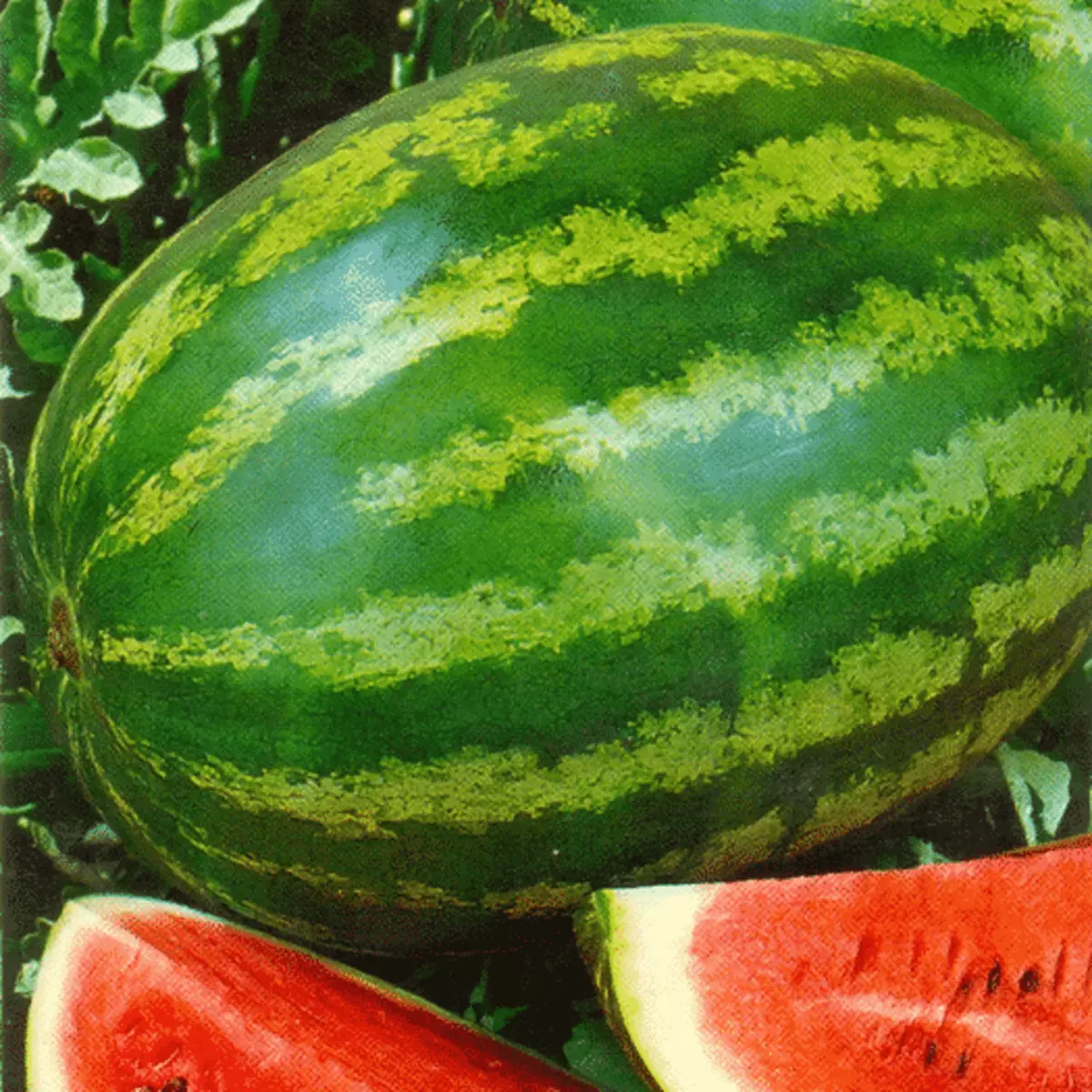 Watermelon Photon