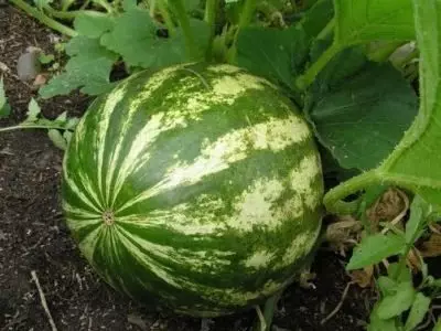 I-Watermelon Photon