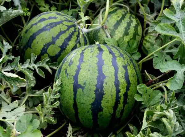 Watermelon Photon