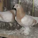 Goluby Agaranes: cins ve özelliklerin tanımı, katliam kuşlarının yetiştirilmesi 492_10