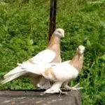 Goluby Agaranes: cins ve özelliklerin tanımı, katliam kuşlarının yetiştirilmesi 492_3