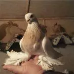 Goluby Agaranes: cins ve özelliklerin tanımı, katliam kuşlarının yetiştirilmesi 492_4