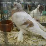 Goluby Agaranes: cins ve özelliklerin tanımı, katliam kuşlarının yetiştirilmesi 492_8