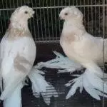 Goluby Agaranes: cins ve özelliklerin tanımı, katliam kuşlarının yetiştirilmesi 492_9