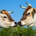 저지 암소 : 소, 장단점의 품종 및 특성에 대한 설명 4930_3