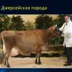 جرسی گائے: نسل اور جانوروں کی نسل، پیشہ اور کنس کی وضاحت 4930_4