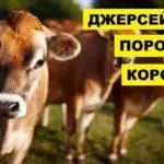 Jersey Cow: Penerangan mengenai baka dan ciri-ciri lembu, kebaikan dan keburukan 4930_5