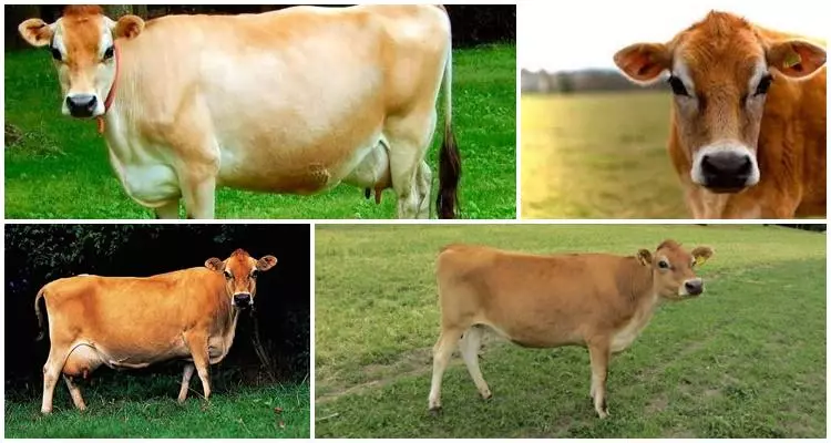 I-Jersey Cow