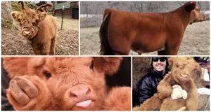 Fluffy karvių, istorijos ir turinio veislės aprašymas ir charakteristikos