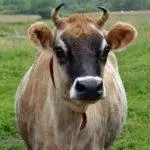Jersey Cow: Beskrivelse af race og karakteristika af kvæg, fordele og ulemper 4930_9