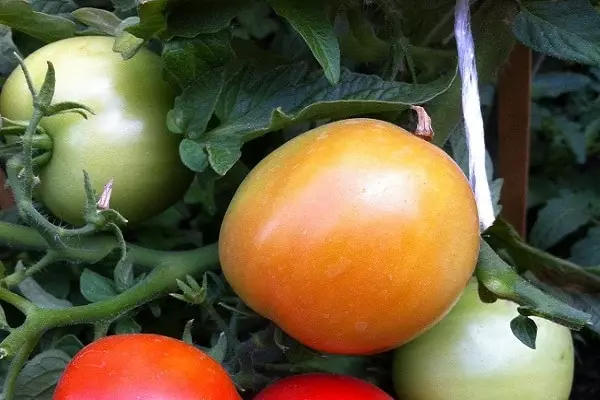 Tomates suaves