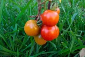 Ciri dan perihalan varieti tomato liegemaker, hasilnya