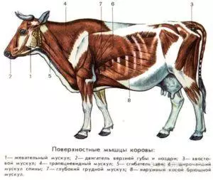 Anatomy of the structure of the skeleton of cow, bone names and internal organs
