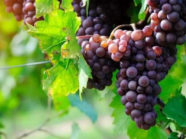 Montón de uvas Garnacha