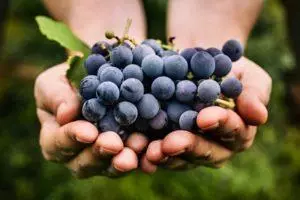 Descrição e finura de cultivar uvas de uma monstrato
