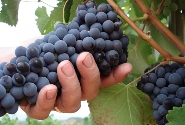 विंटेज द्राक्षे गार्नाचा द्राक्षे करतात