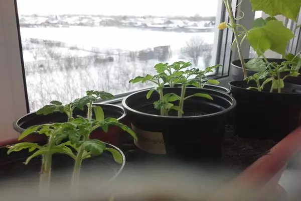 Seedling Tomatov.