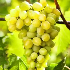 Descrição e características de uvas de agostinho, pouso e cuidados, regiões de cultivo