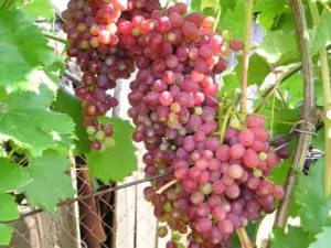 Description et caractéristiques des raisins de fruits Rayfants Kishmish, heure de maturation