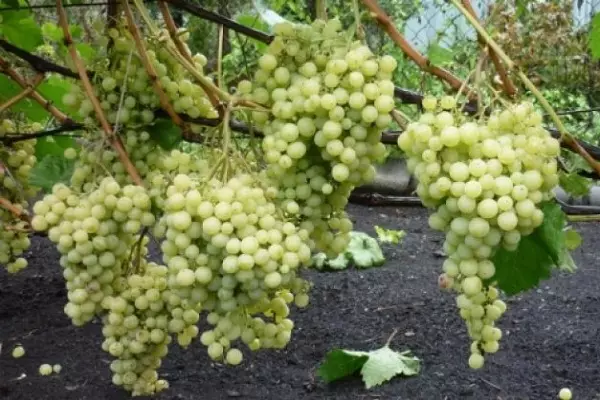 Winter Hardy Grapes.