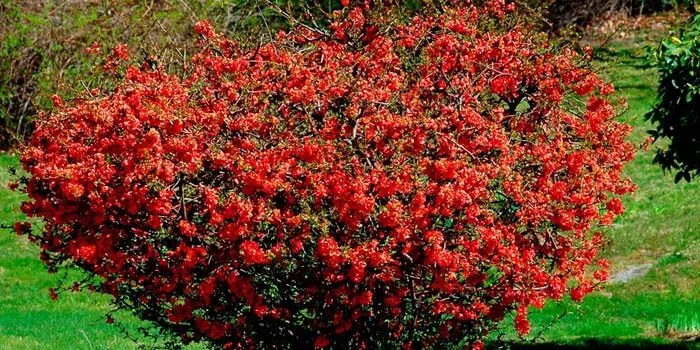 Quince xaponés