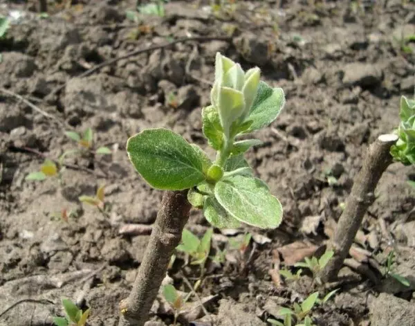 Quince xaponés