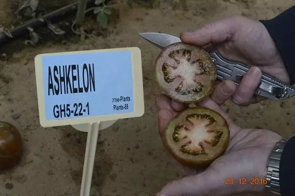 番茄ashkelon.