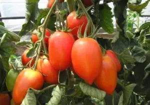 Característica e descrição da variedade de creme de tomate, seu rendimento