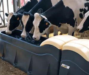गायों के लिए पेय के प्रकार और अपने हाथों के साथ कैसे बनाना है, चरण-दर-चरण निर्देश