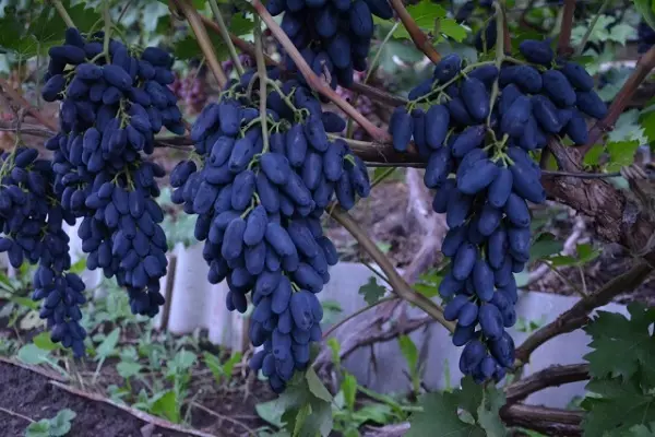 Blue grapes