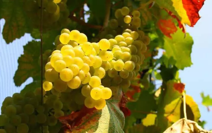 Grapes Solyaris.