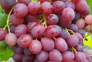Description et caractéristiques des raisins Veles, l'histoire de la création et des avantages et des inconvénients