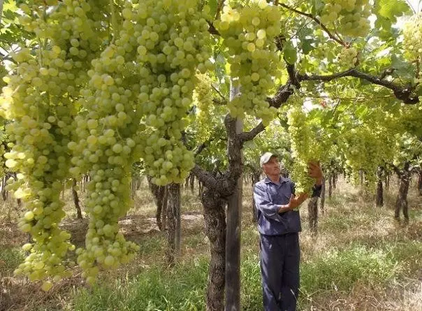 Խաղող սոլարիս: