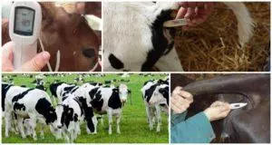 Indicadores normais de bezerro de temperatura corporal e vaca e razões
