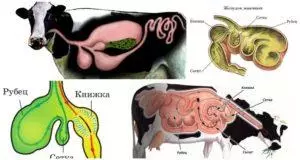 反刍动物和消化特征的胃结构，疾病